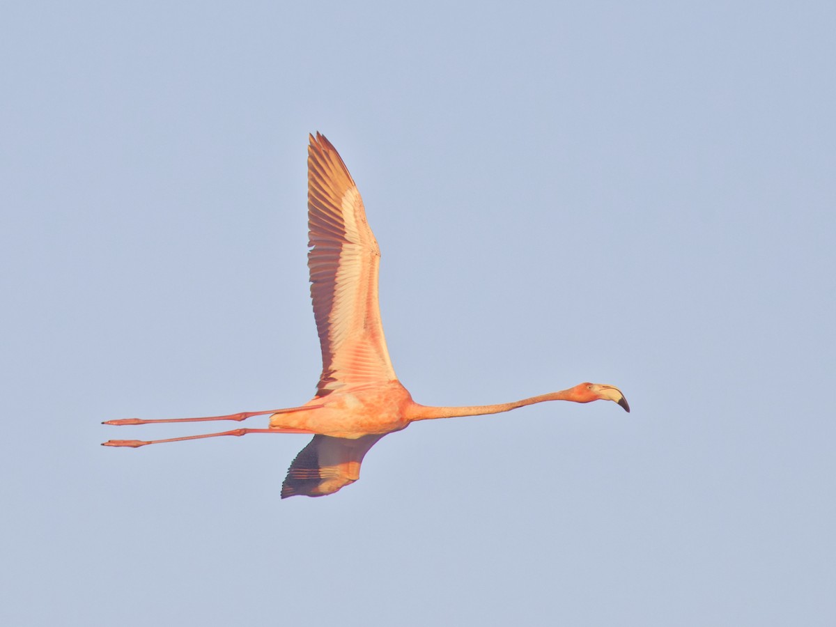 eBird Checklist - 1 Jun 2024 - East Hampton, Georgica Pond - 29 species