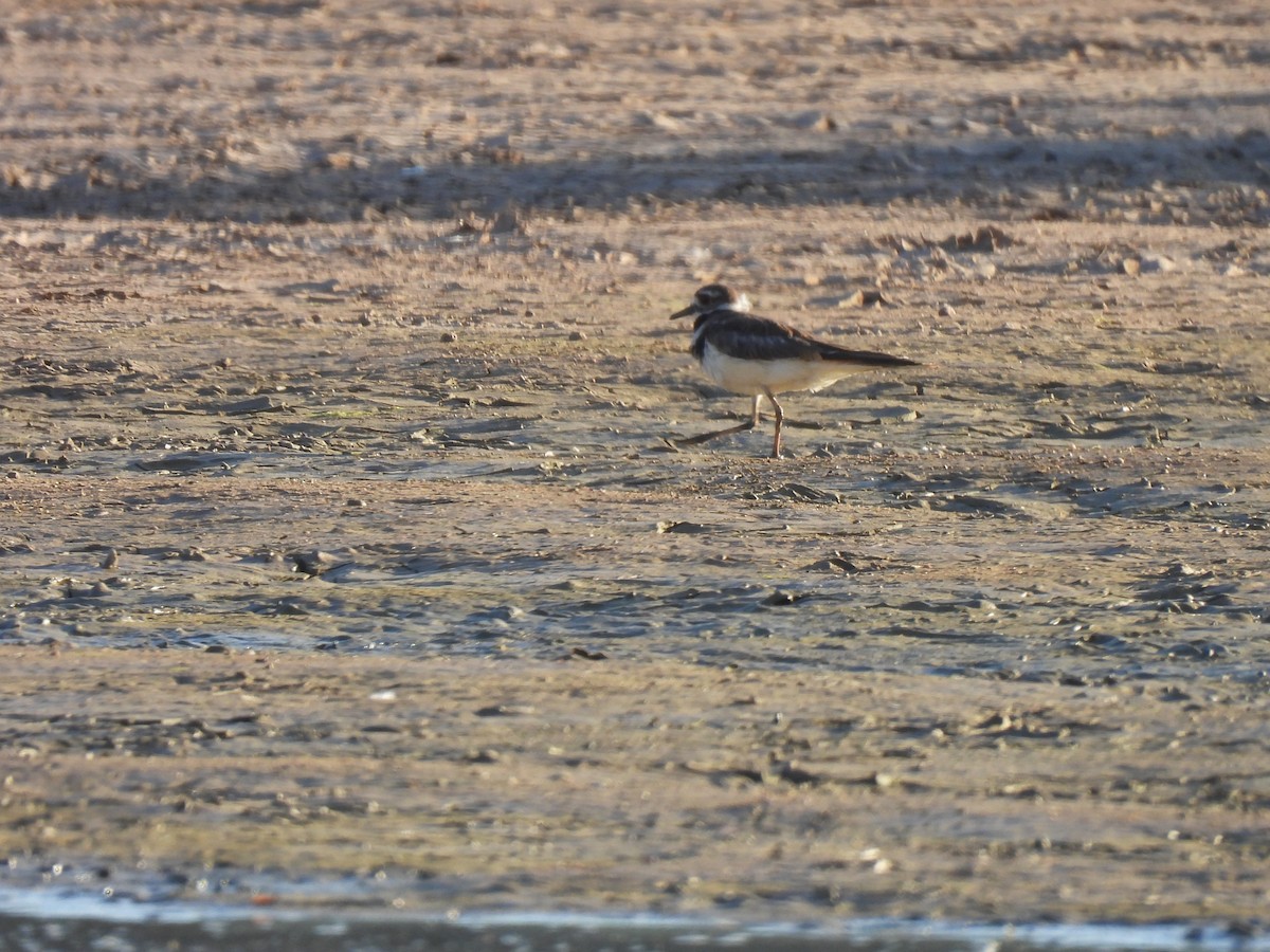 eBird Checklist - 1 Jun 2024 - Riparian Preserve at Gilbert Water Ranch ...