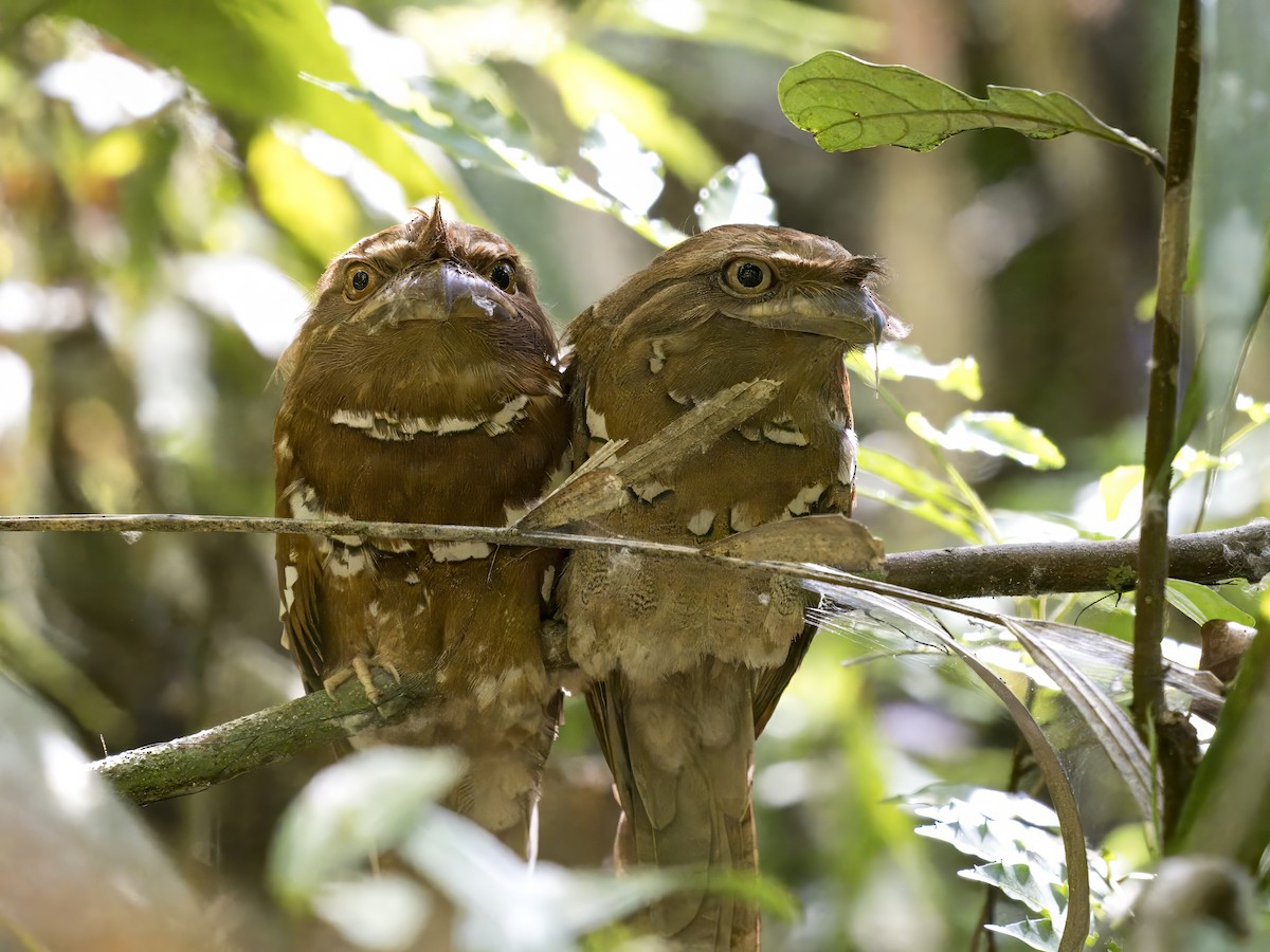 eBird Checklist - 19 Apr 2024 - Raja Sikatuna National Park - 19 species