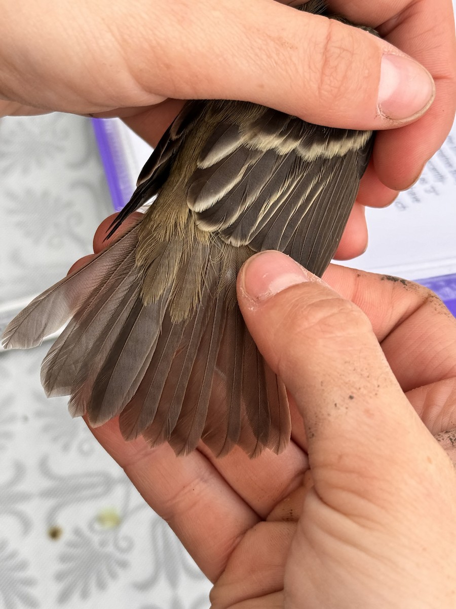 eBird Checklist - 1 Jun 2024 - MCWR Creek MAPS Banding - 19 species