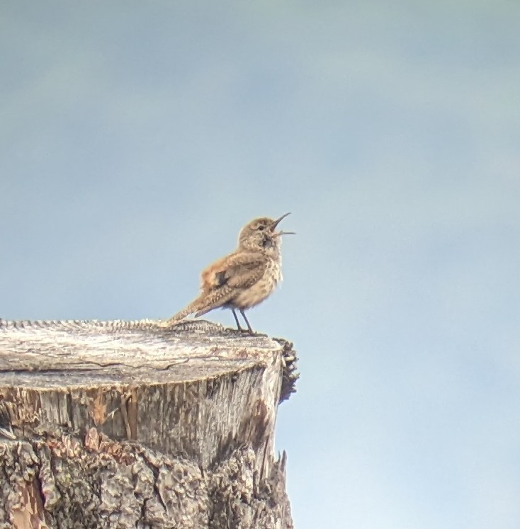 eBird Checklist - 1 Jun 2024 - Davis Peak Rock Quarry - 10 species