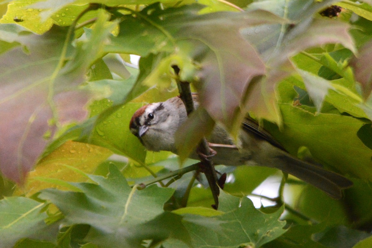 eBird Checklist - 1 Jun 2024 - Bangor City Forest - 14 species