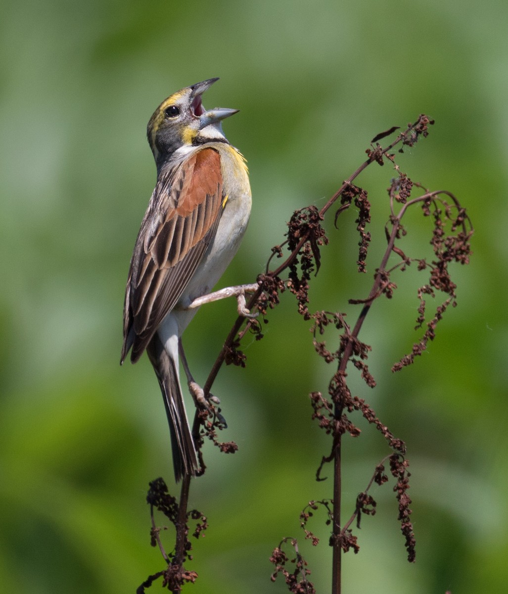 Maryland-DC Breeding Bird Atlas Checklist - 1 Jun 2024 - Quinn Road ...