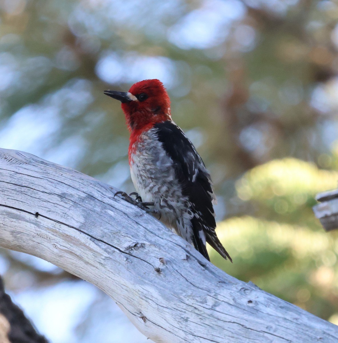 eBird Checklist - 1 Jun 2024 - Angeles NF--Blue Ridge Road (CA-2 to ...
