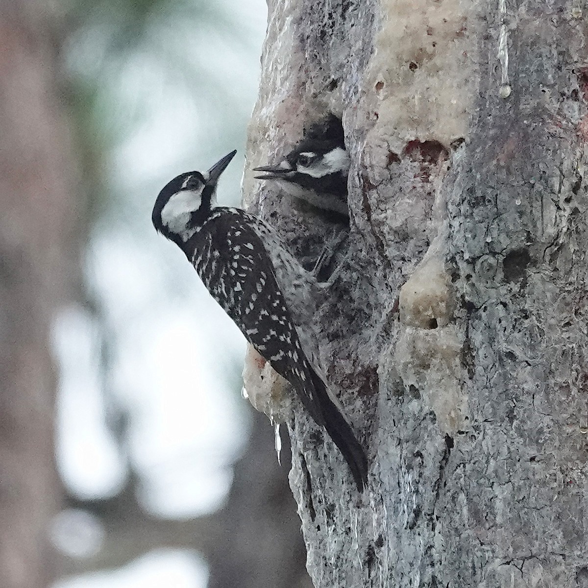 eBird Checklist - 1 Jun 2024 - Withlacoochee State Forest--Croom Tract ...