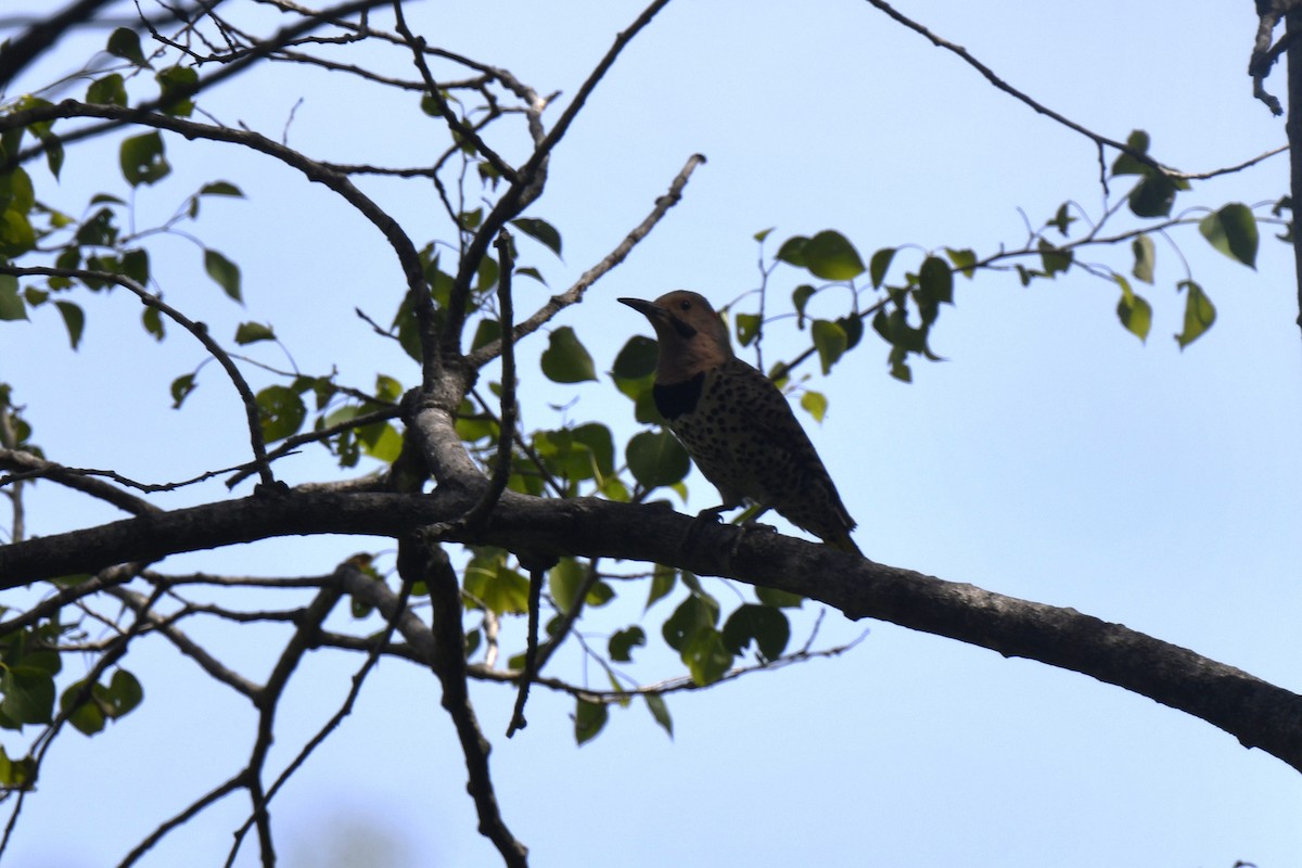 Pennsylvania Bird Atlas Checklist - 1 Jun 2024 - Scotia Barrens (IBA ...