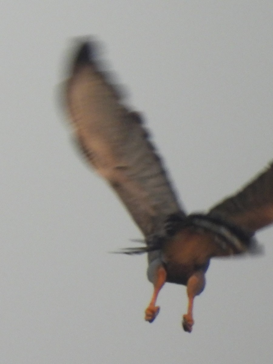 eBird Checklist - 24 May 2024 - Creation Care Study Program (CCSP) - 22 ...