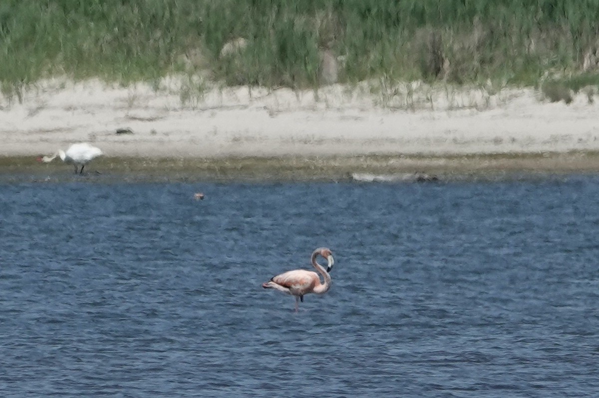 New York Breeding Bird Atlas Checklist - 1 Jun 2024 - Georgica Pond ...