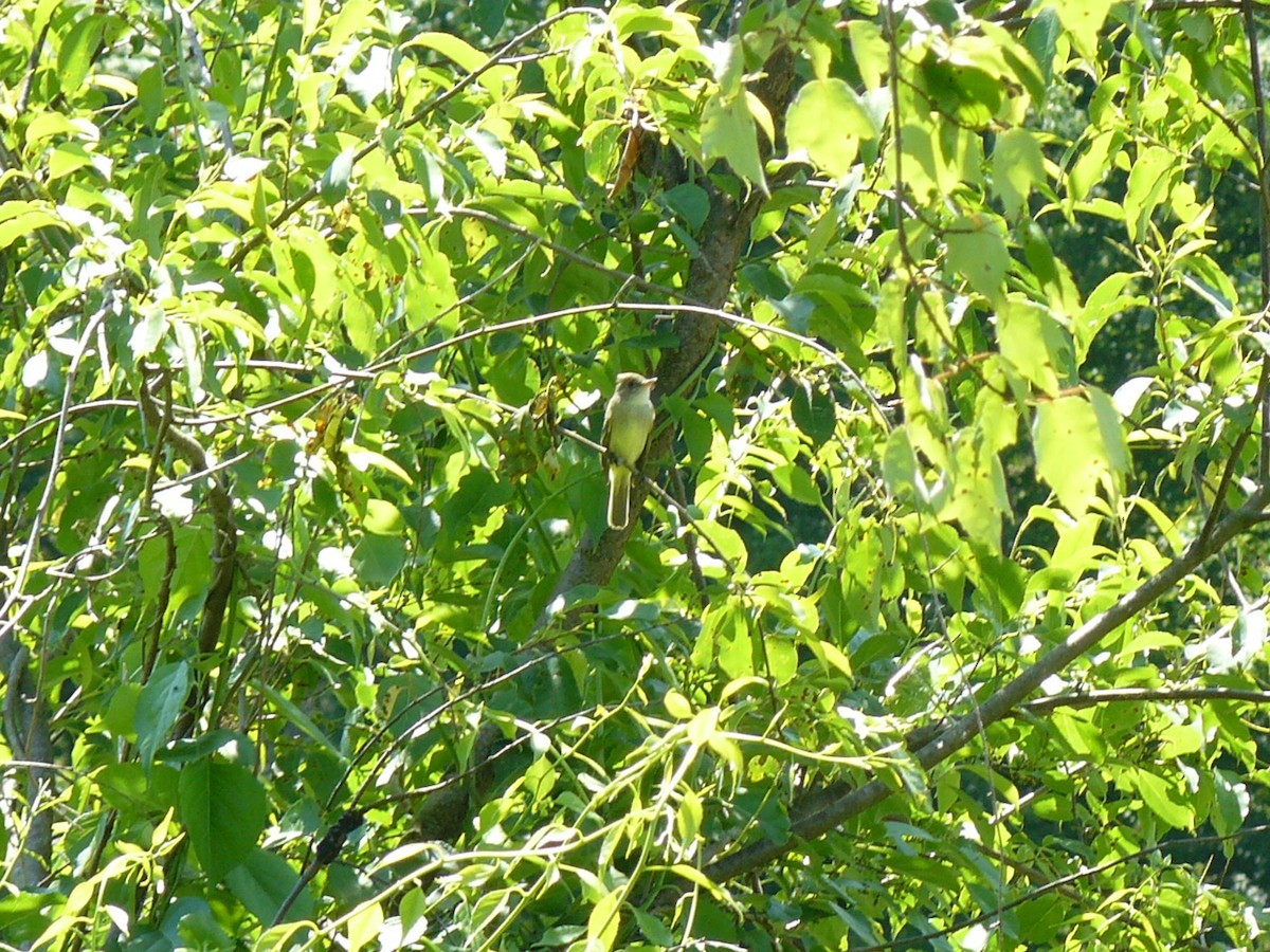 Maryland-DC Breeding Bird Atlas Checklist - 1 Jun 2024 - Ensor Road ...