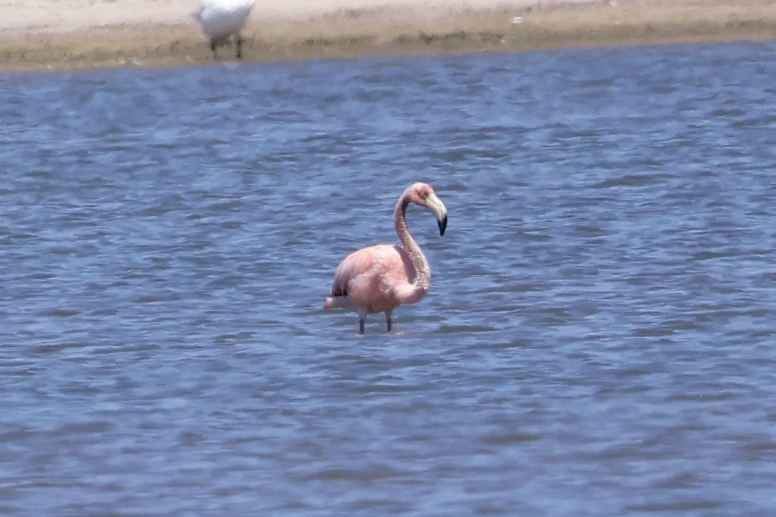 eBird Checklist - 1 Jun 2024 - Georgica Inlet, East Hampton - 23 ...