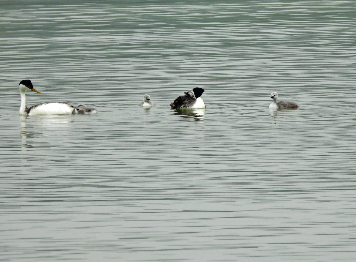 eBird Checklist - 1 Jun 2024 - Frank G. Bonelli RP/Puddingstone ...