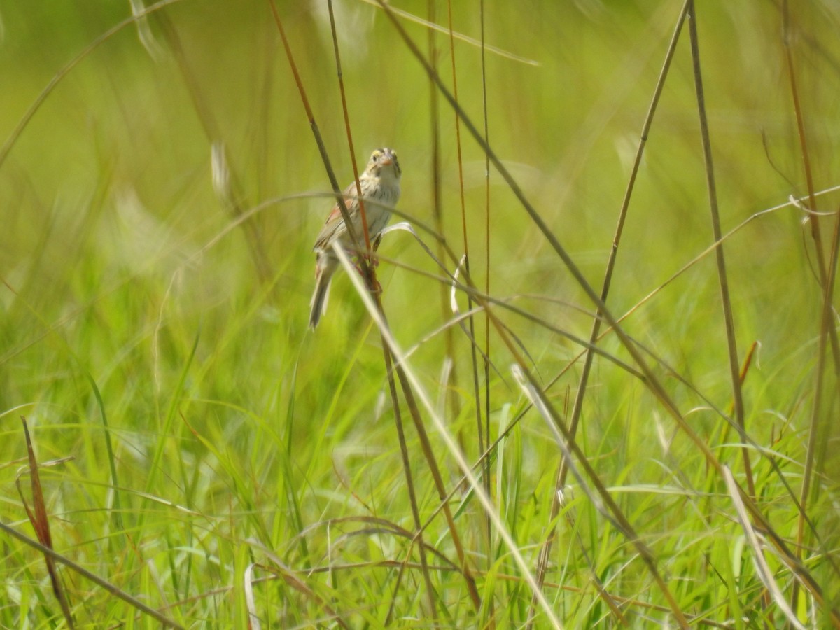 eBird Checklist - 1 Jun 2024 - Battelle Darby Creek Metro Park--Darby ...