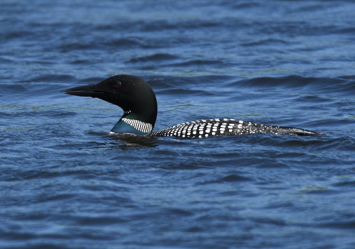 eBird Checklist - 1 Jun 2024 - Parc Walter-Mackenzie - 3 species