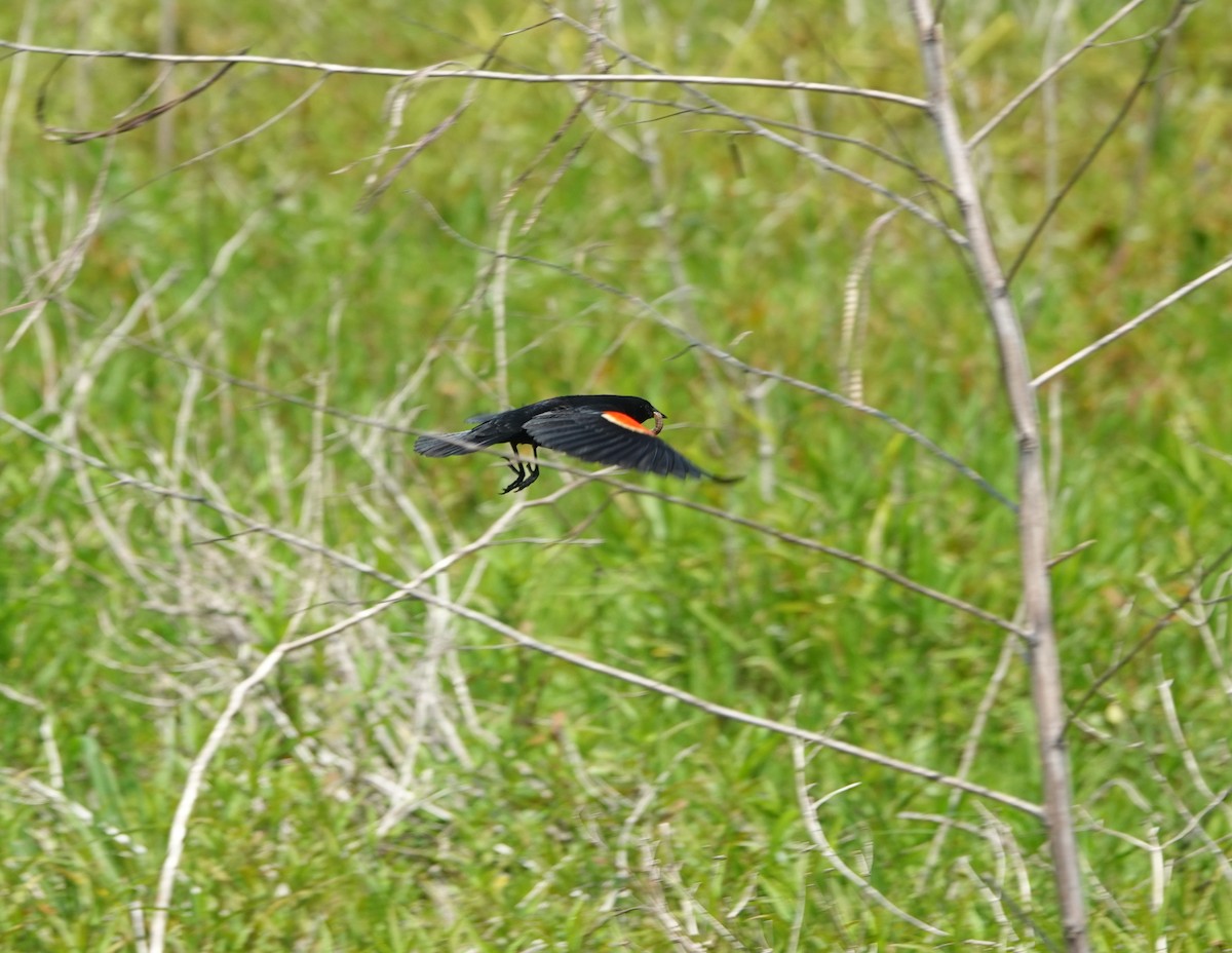 eBird Checklist - 1 Jun 2024 - Paynes Prairie Preserve SP--Bolen Bluff ...