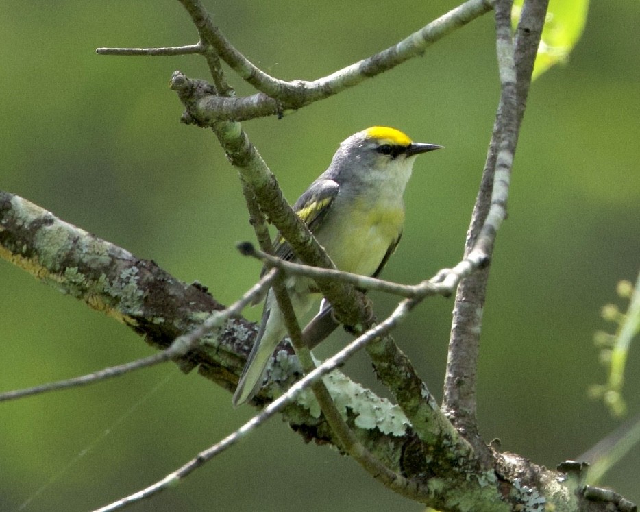 Pennsylvania Bird Atlas Checklist - 25 May 2024 - Scotia Barrens (IBA ...