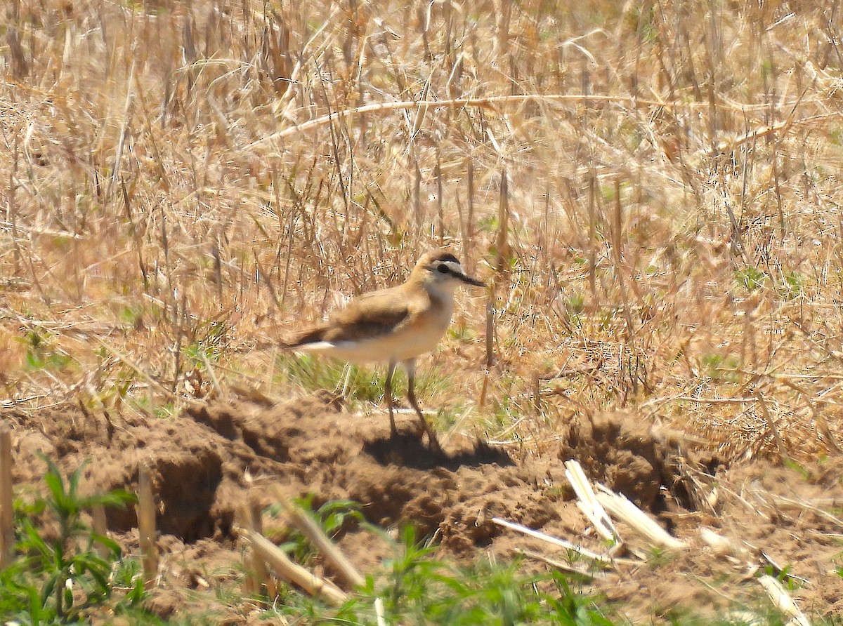 eBird Checklist - 1 Jun 2024 - Briggsdale (town) - 16 species (+1 other ...