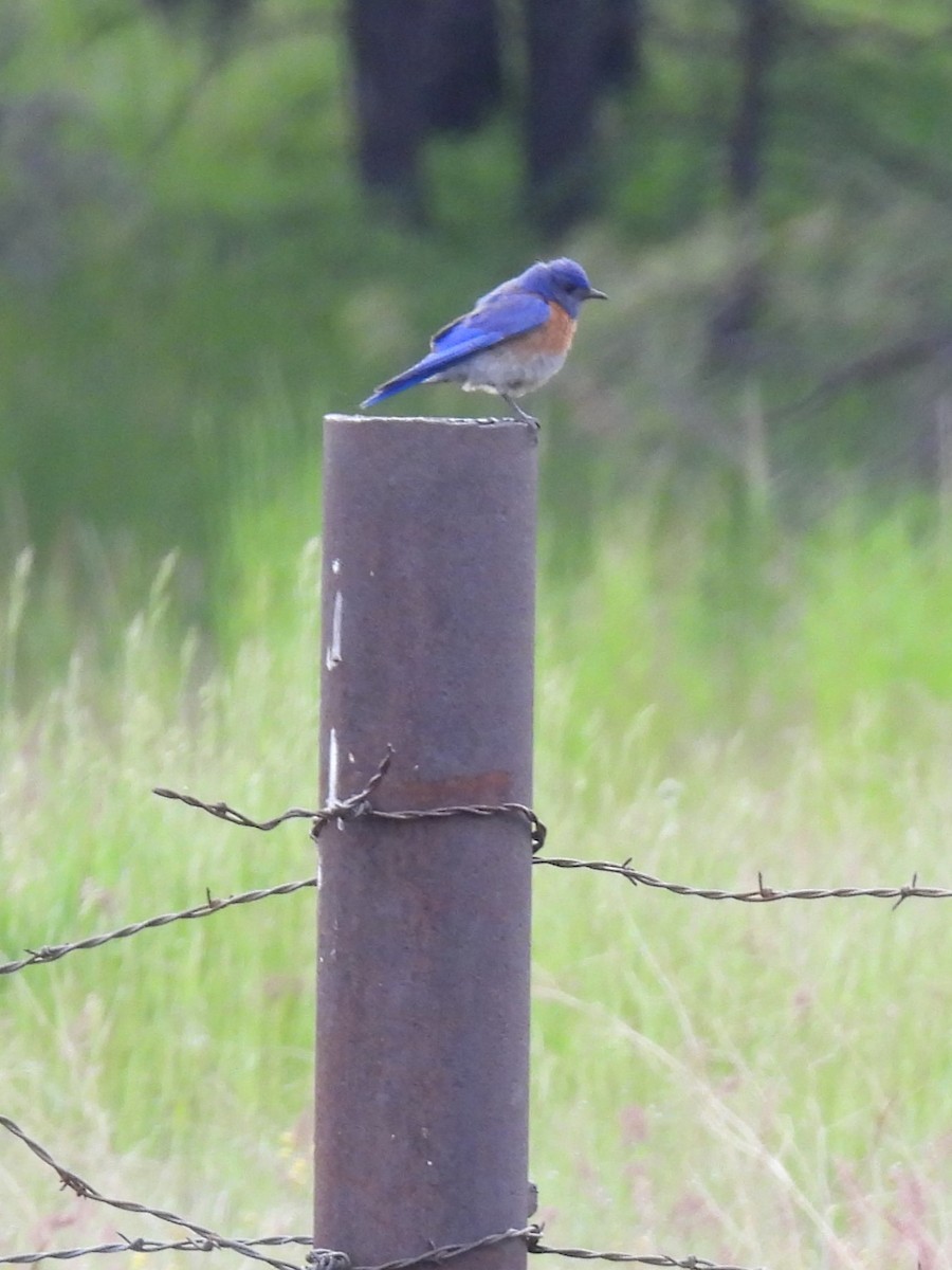 eBird Checklist - 1 Jun 2024 - 70272 Emigrant Road, Pendleton, Oregon ...