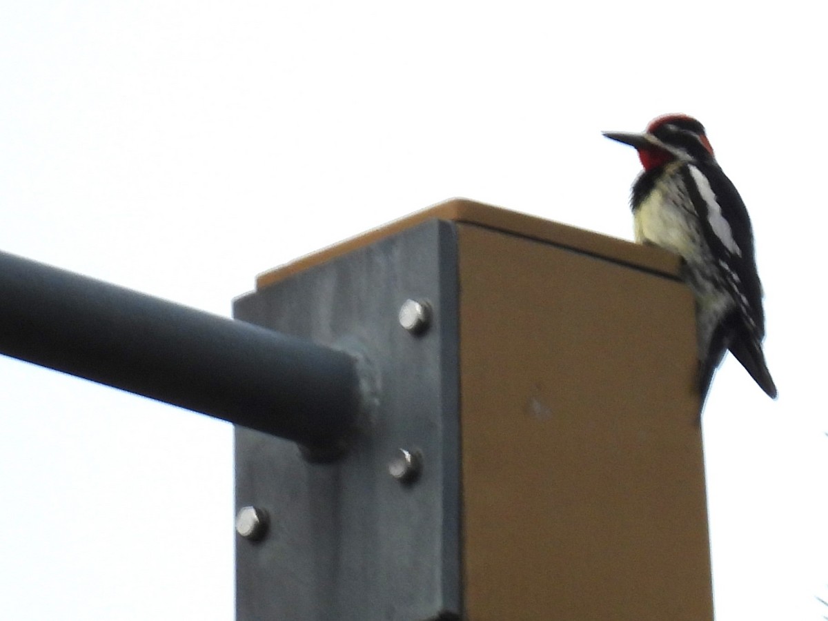 eBird Checklist - 1 Jun 2024 - Deadman Pass Rest Area - 17 species