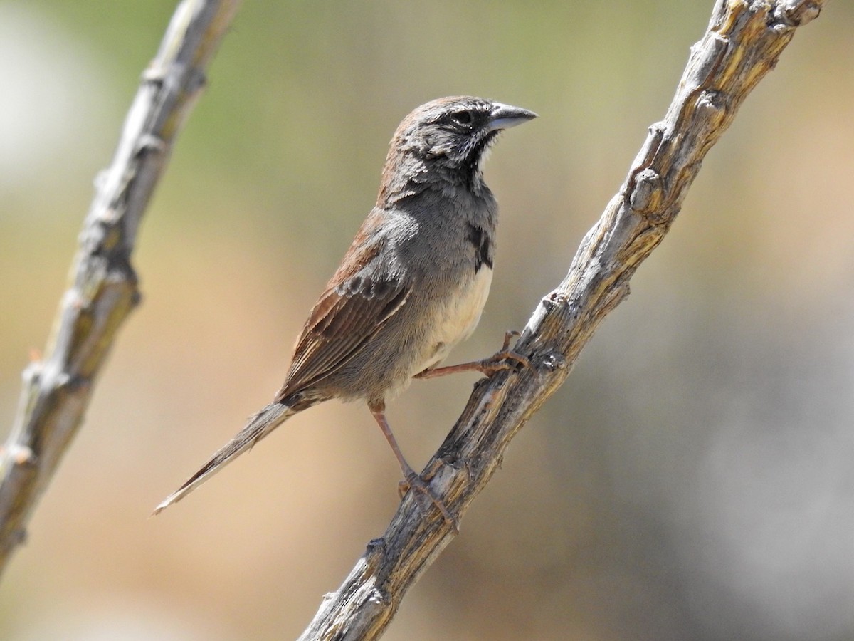 eBird Checklist - 1 Jun 2024 - Box Canyon - 5 species