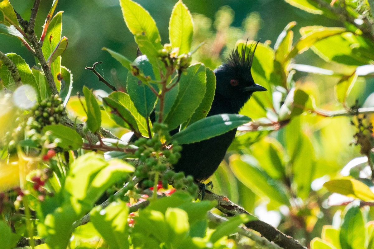 eBird Checklist - 1 Jun 2024 - Presidio--El Polin Springs & Inspiration ...