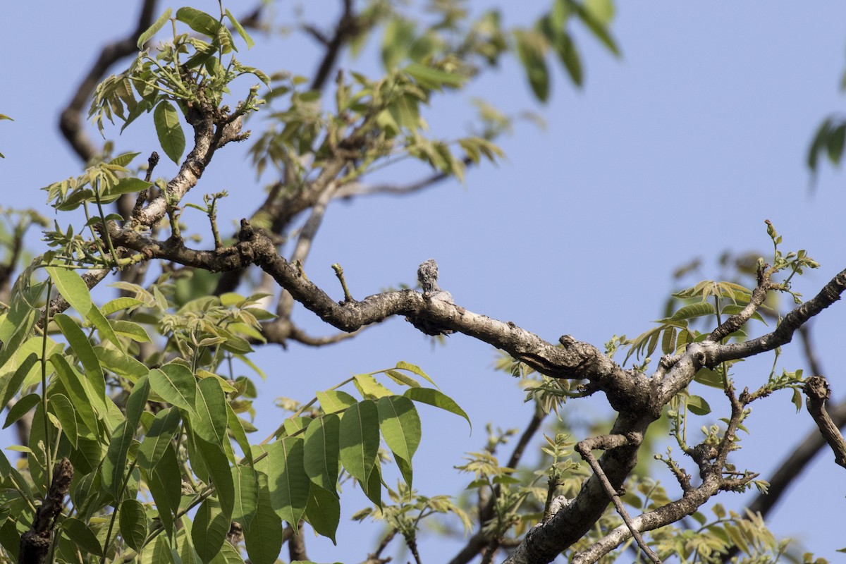 eBird Checklist - 29 May 2024 - Garva Agro Tourism - 16 species