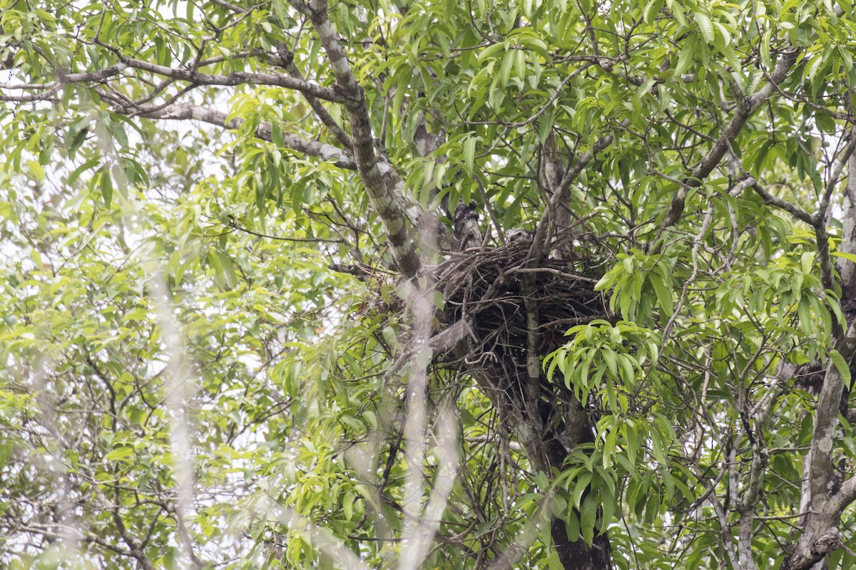 eBird Checklist - 29 May 2024 - Garva Agro Tourism - 10 species