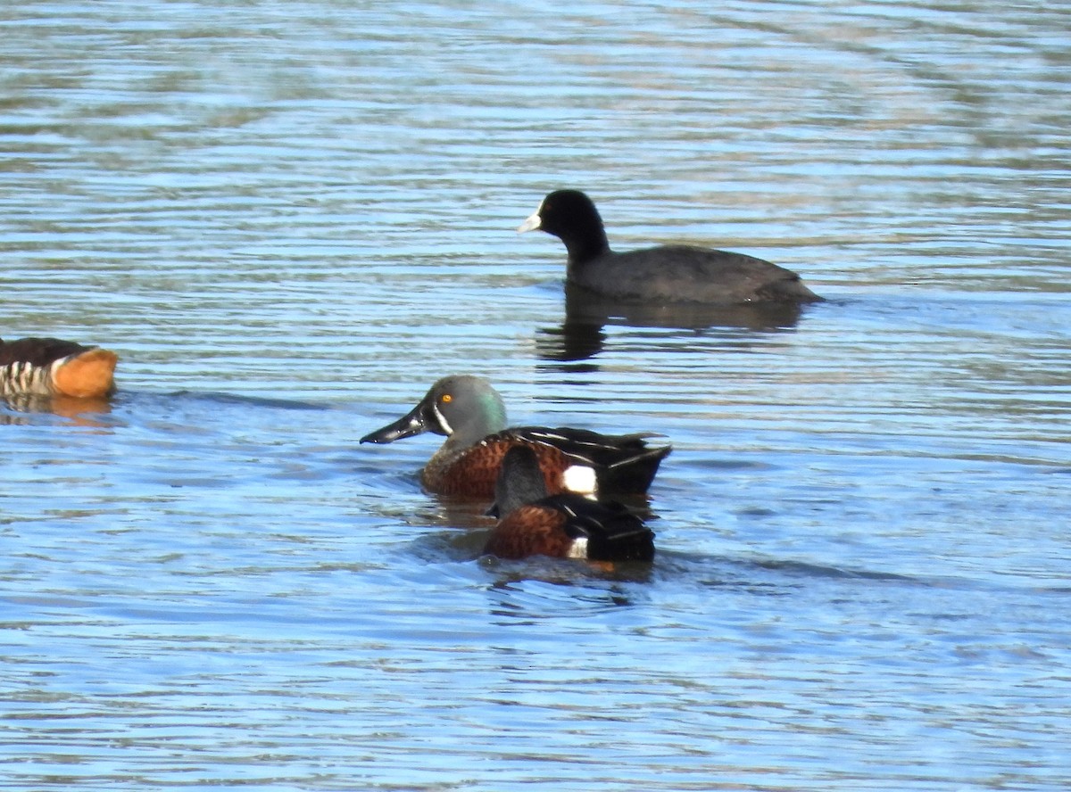 eBird Checklist - 2 Jun 2024 - Bird In Hand Waste water Treatment Plant ...