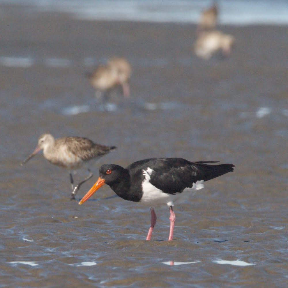 eBird Checklist - 2 Jun 2024 - Brighton Park/Decker Park (Brighton ...