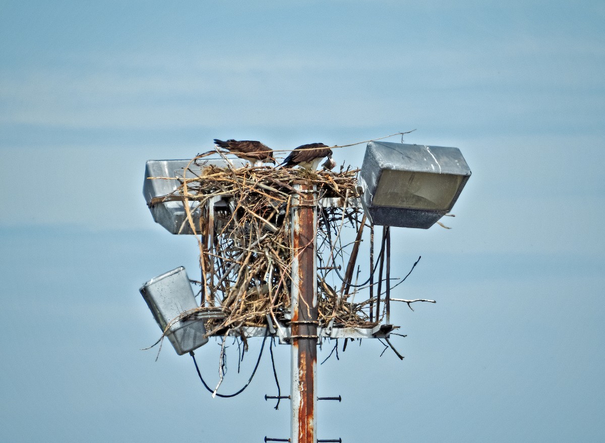 Pennsylvania Bird Atlas Checklist - 1 Jun 2024 - Osprey Light Pole Nest ...