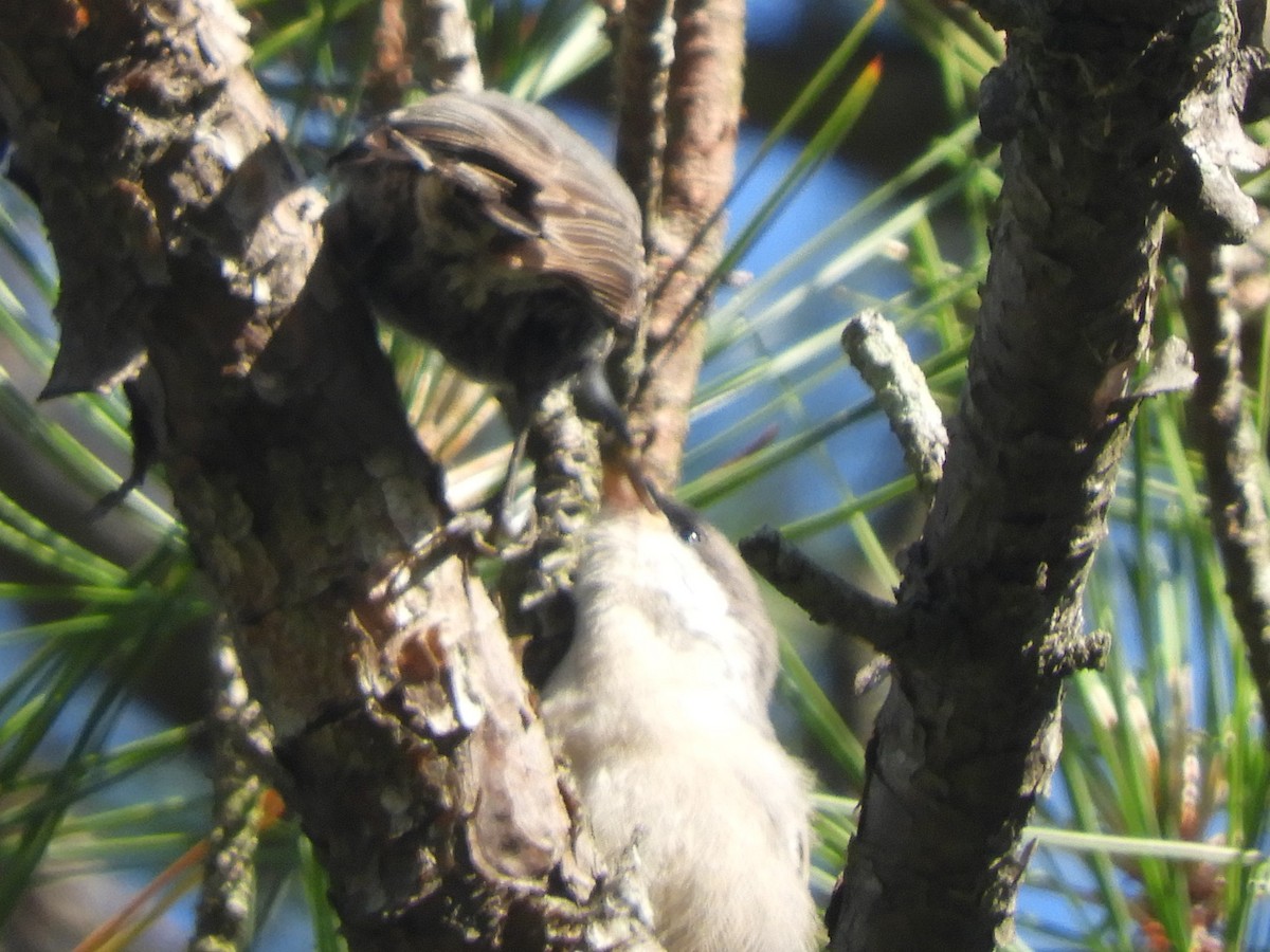 Maryland-DC Breeding Bird Atlas Checklist - 22 May 2024 - Cedar Creek ...