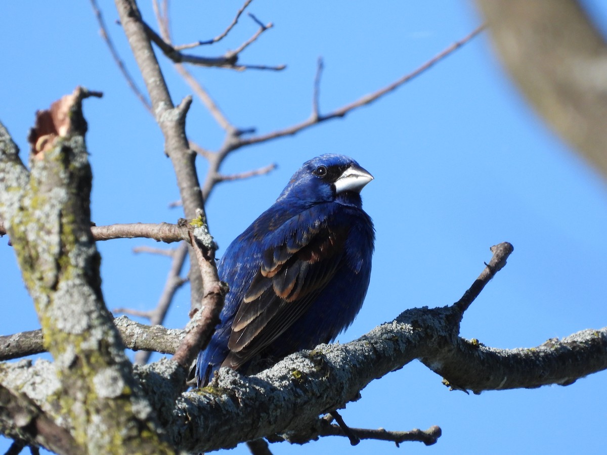 eBird Checklist - 31 May 2024 - Sharon Mills Co. Park--north - 33 species