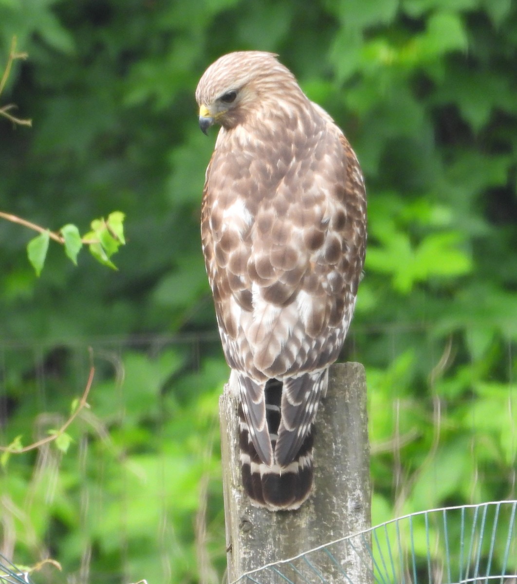 eBird Checklist - 2 Jun 2024 - Greenbelt Community Garden - Henry's ...