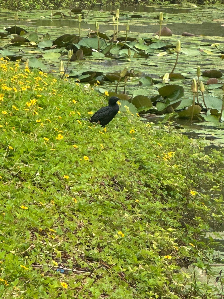 eBird Checklist - 2 Jun 2024 - Vellingiri foothills to Isha - 11 ...