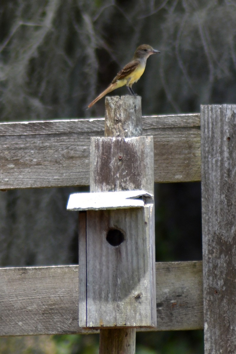 eBird Checklist - 1 Jun 2024 - Duette Preserve - 24 species