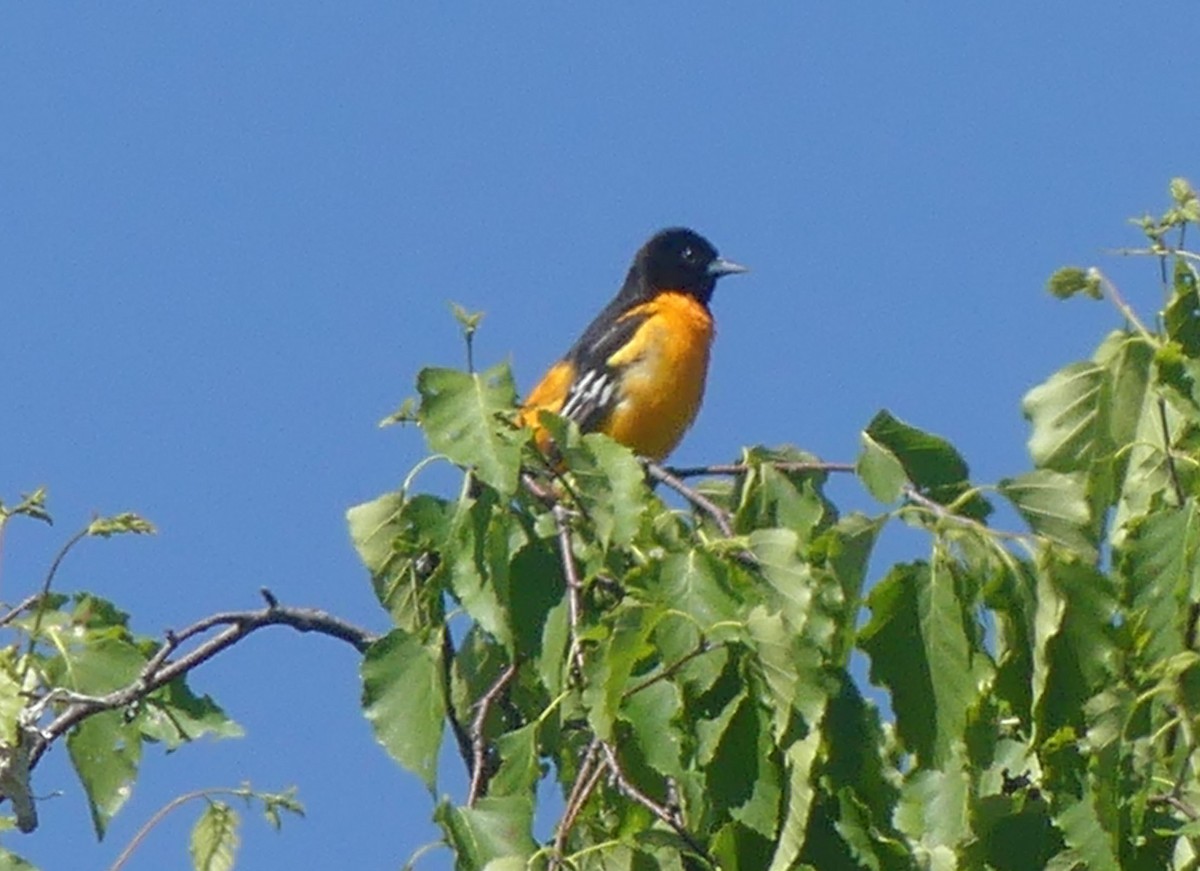 eBird Checklist - 2 Jun 2024 - Taylor Bait Farm - 52 species