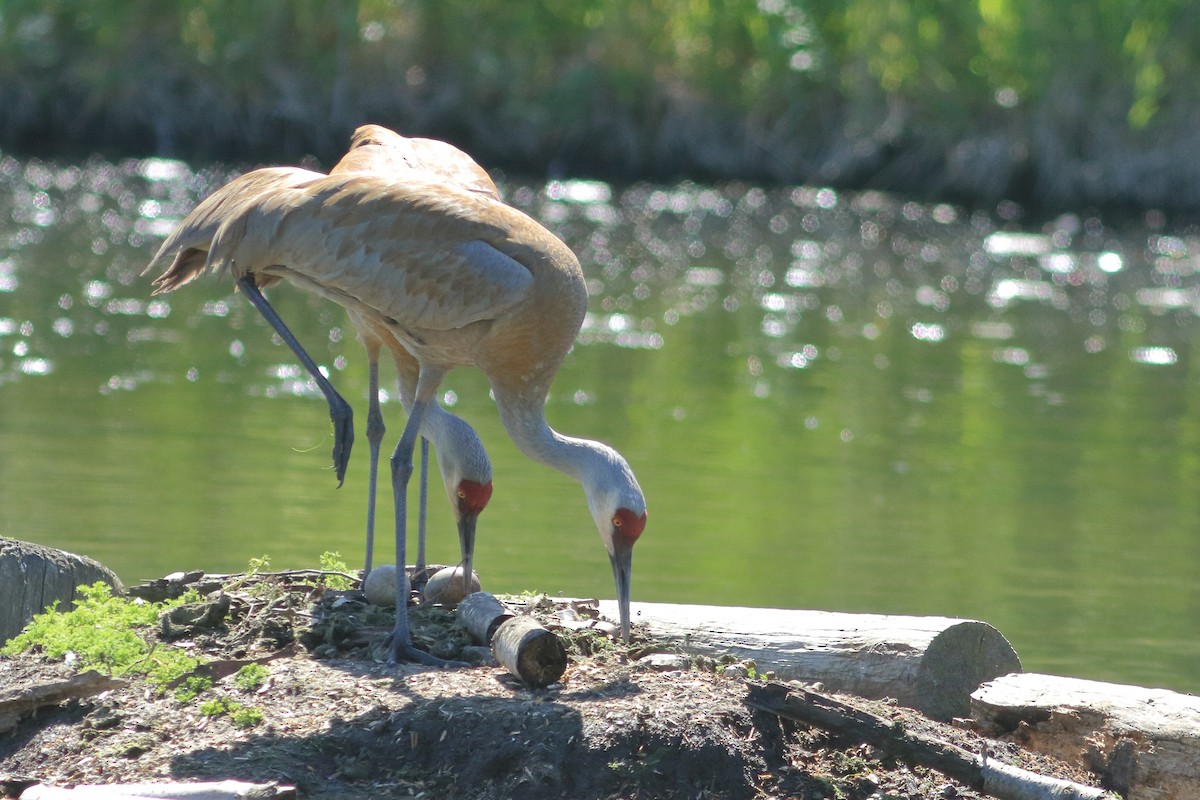 eBird Checklist - 29 May 2024 - Reifel Bird Sanctuary - 33 species