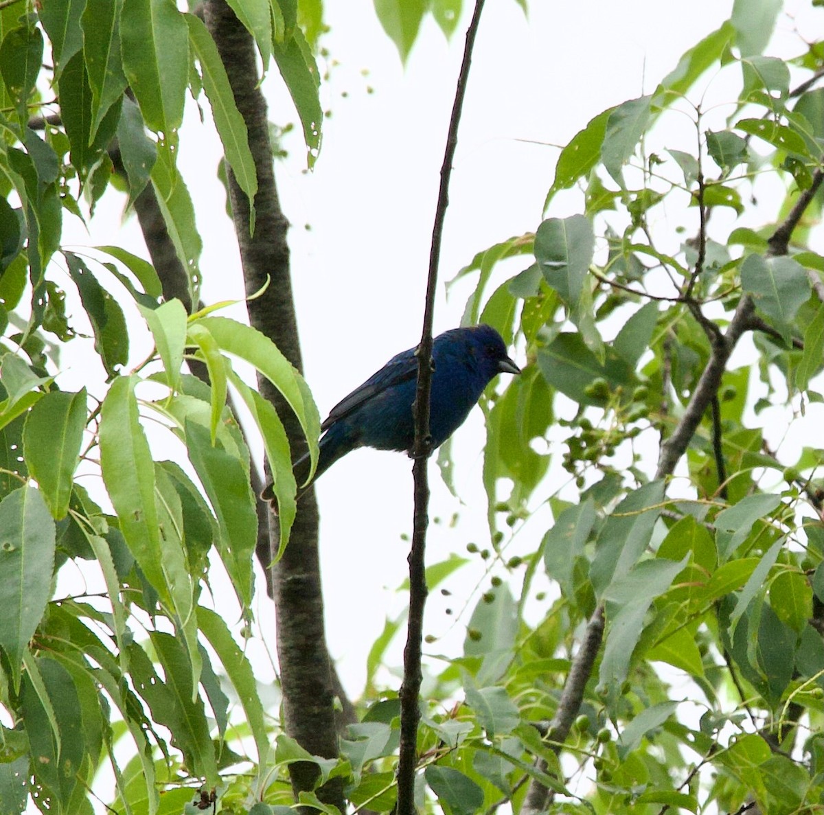 Pennsylvania Bird Atlas Checklist - 2 Jun 2024 - Mingo Creek ...