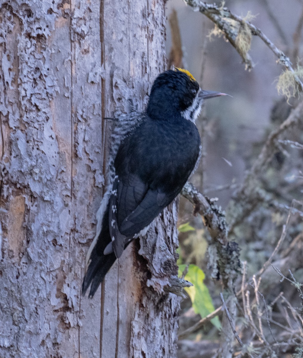 eBird Checklist - 2 Jun 2024 - Moose Bog, Wenlock WMA - 37 species
