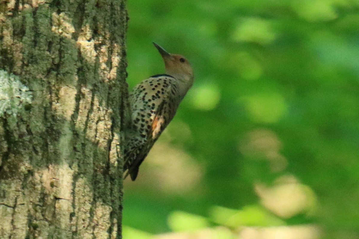 eBird Checklist - 31 May 2024 - Deer Pond Farm, CT Audubon (Dutchess Co ...