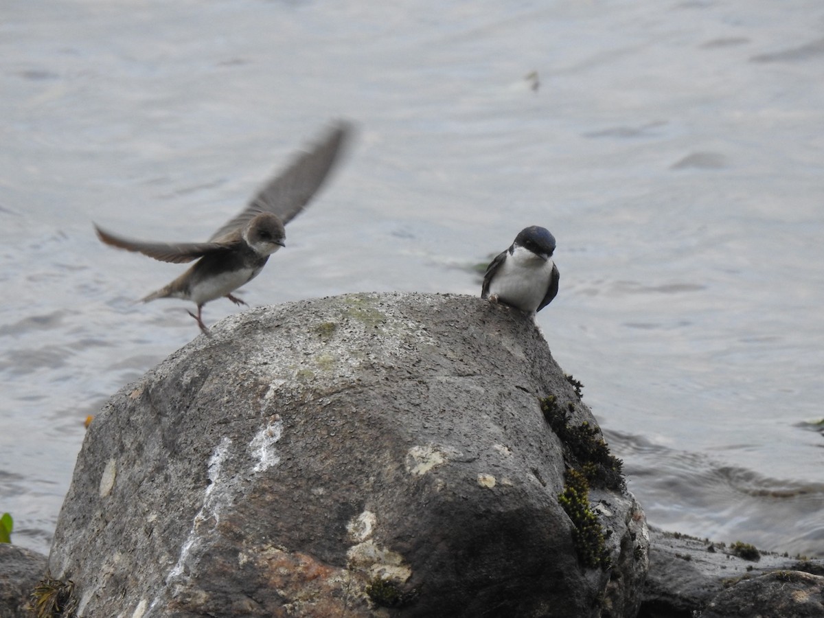 eBird Checklist - 2 Jun 2024 - Loch Loyal, Sutherland, Scotland. - 8 ...