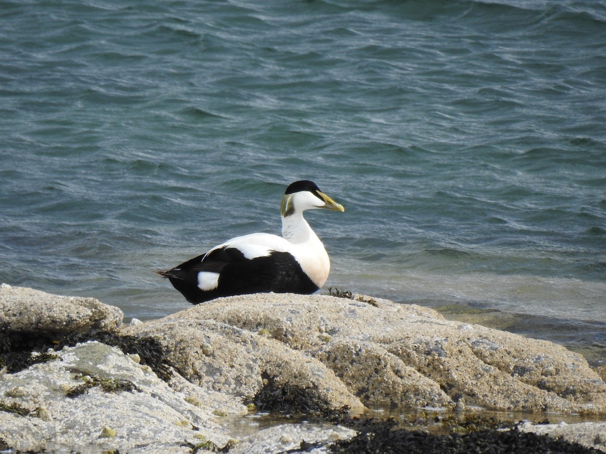 eBird Checklist - 2 Jun 2024 - Kyle of Tongue and Tongue Bay - 30 species