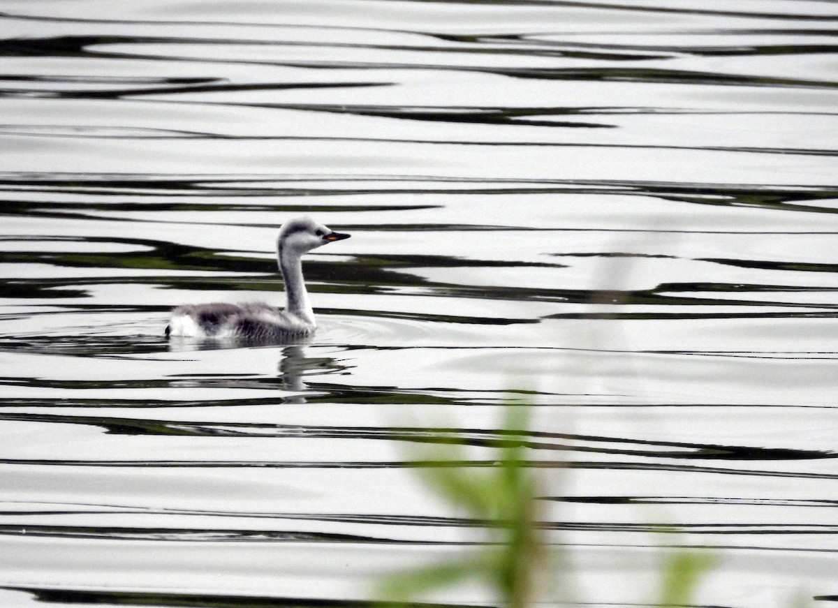 eBird Checklist - 2 Jun 2024 - Frank G. Bonelli RP/Puddingstone ...
