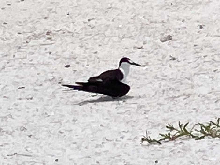 eBird Checklist - 2 Jun 2024 - Three Rooker Island - South - 17 species