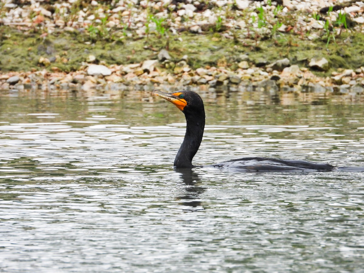 eBird Checklist - 2 Jun 2024 - FermiLab (DuPage Co.) - 39 species