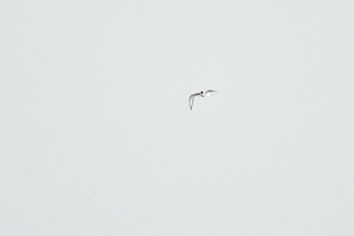 eBird Checklist - 2 Jun 2024 - Hatteras Pelagic--Gulf Stream - 11 ...