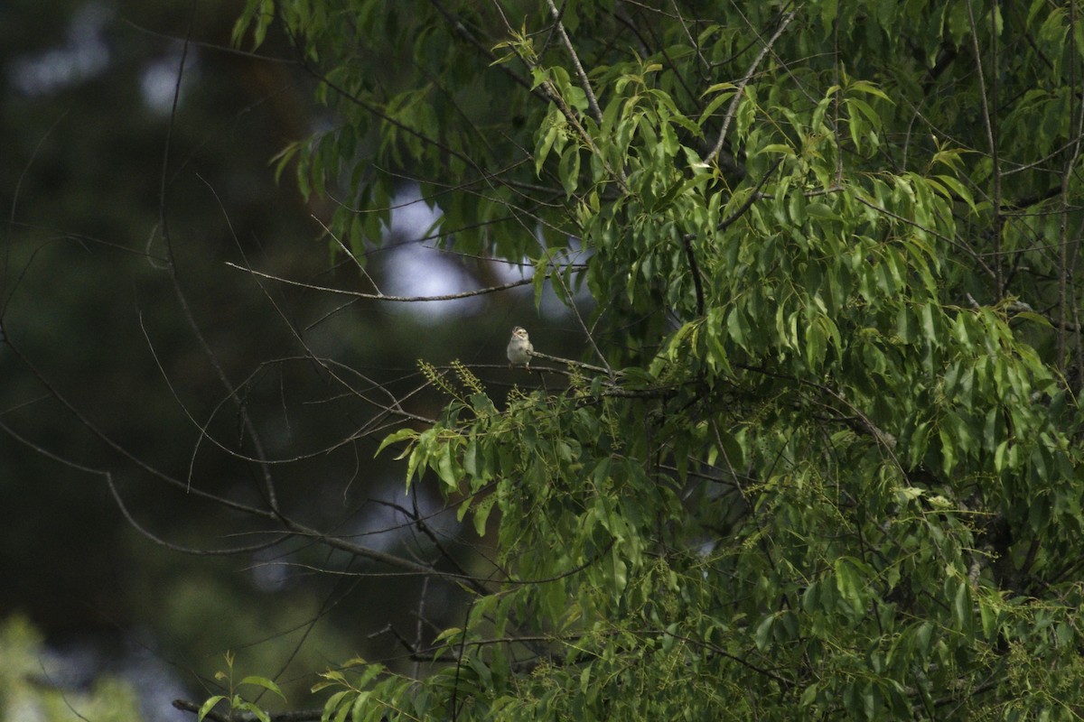 eBird Checklist - 1 Jun 2024 - SGL 95--Christie Rd Area - 19 species