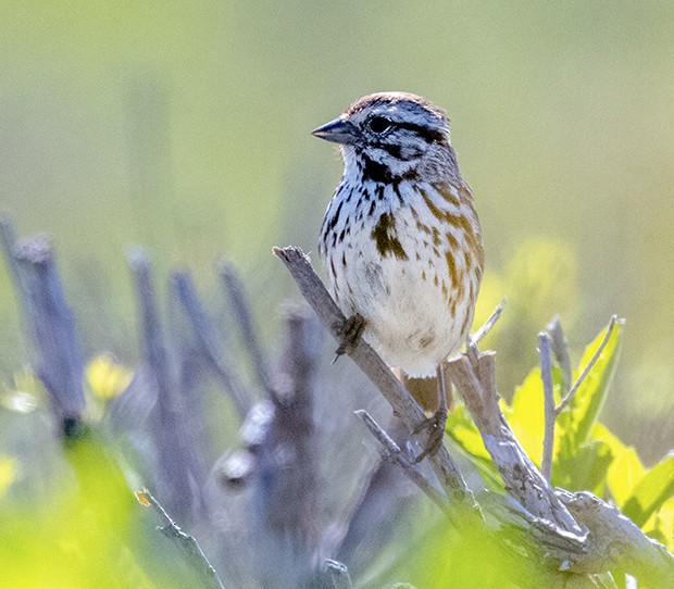 eBird Checklist - 2 Jun 2024 - Nantucket--Massasoit Bridge - 19 species