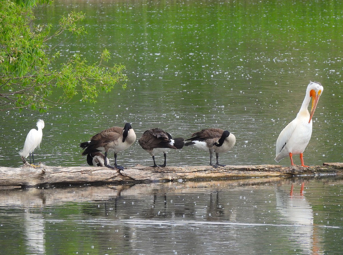 eBird Checklist - 2 Jun 2024 - Waneka Lake/Greenlee Preserve - 46 ...