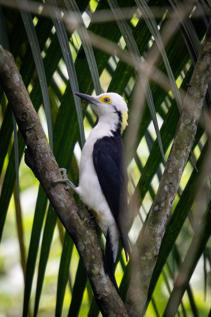 eBird Checklist - 2 Jun 2024 - São Paulo--Pesqueiro Cantareira - 6 species