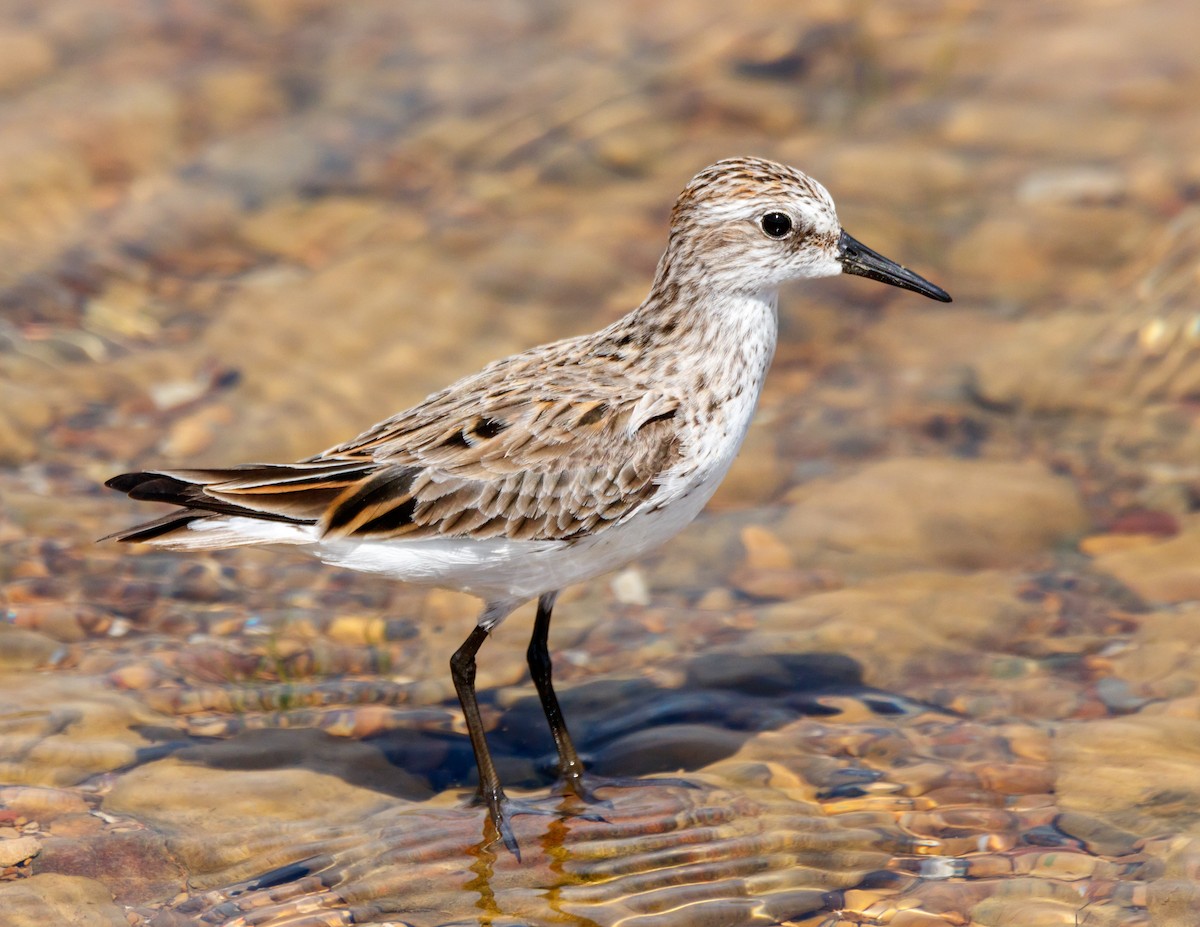 eBird Checklist - 2 Jun 2024 - Bald Eagle SP--Foster Joseph Sayers Dam ...